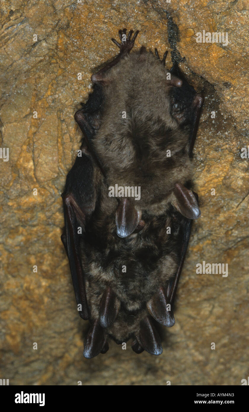 Hibernating Greater Mouse-eared Bats Stock Photo - Alamy