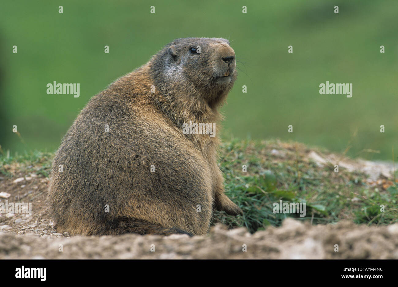 Fat rear end hi-res stock photography and images - Alamy