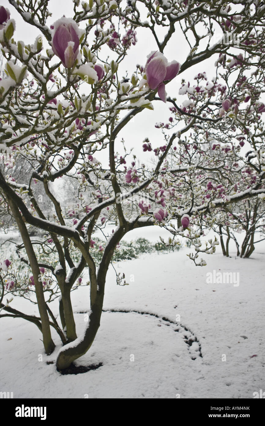 Magnolia Tree In Snow Stock Photo - Alamy