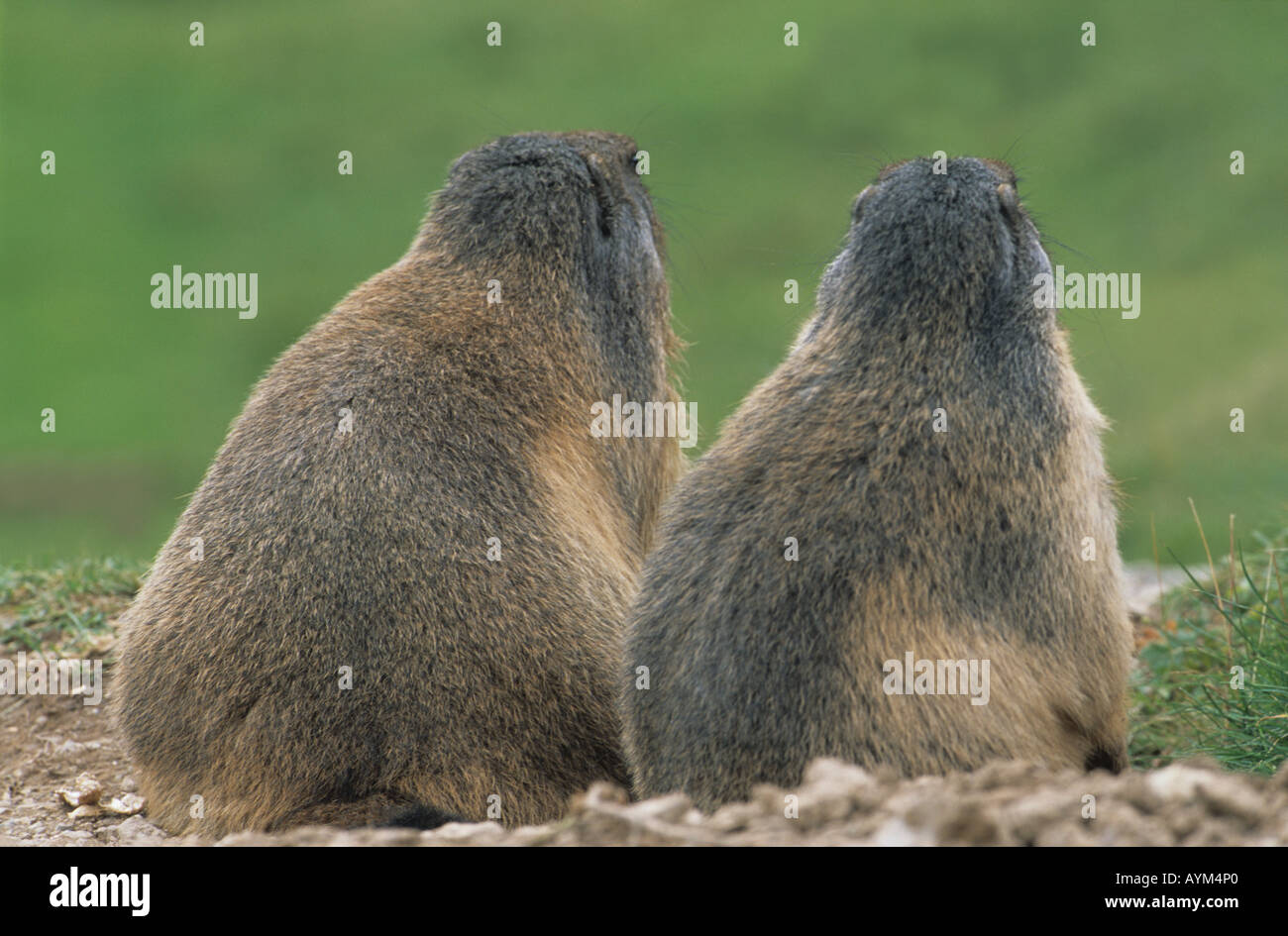 Cute marmots hi-res stock photography and images - Alamy