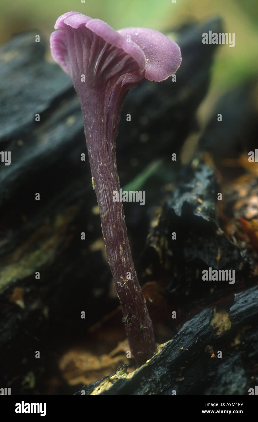 Deceiver hi-res stock photography and images - Alamy