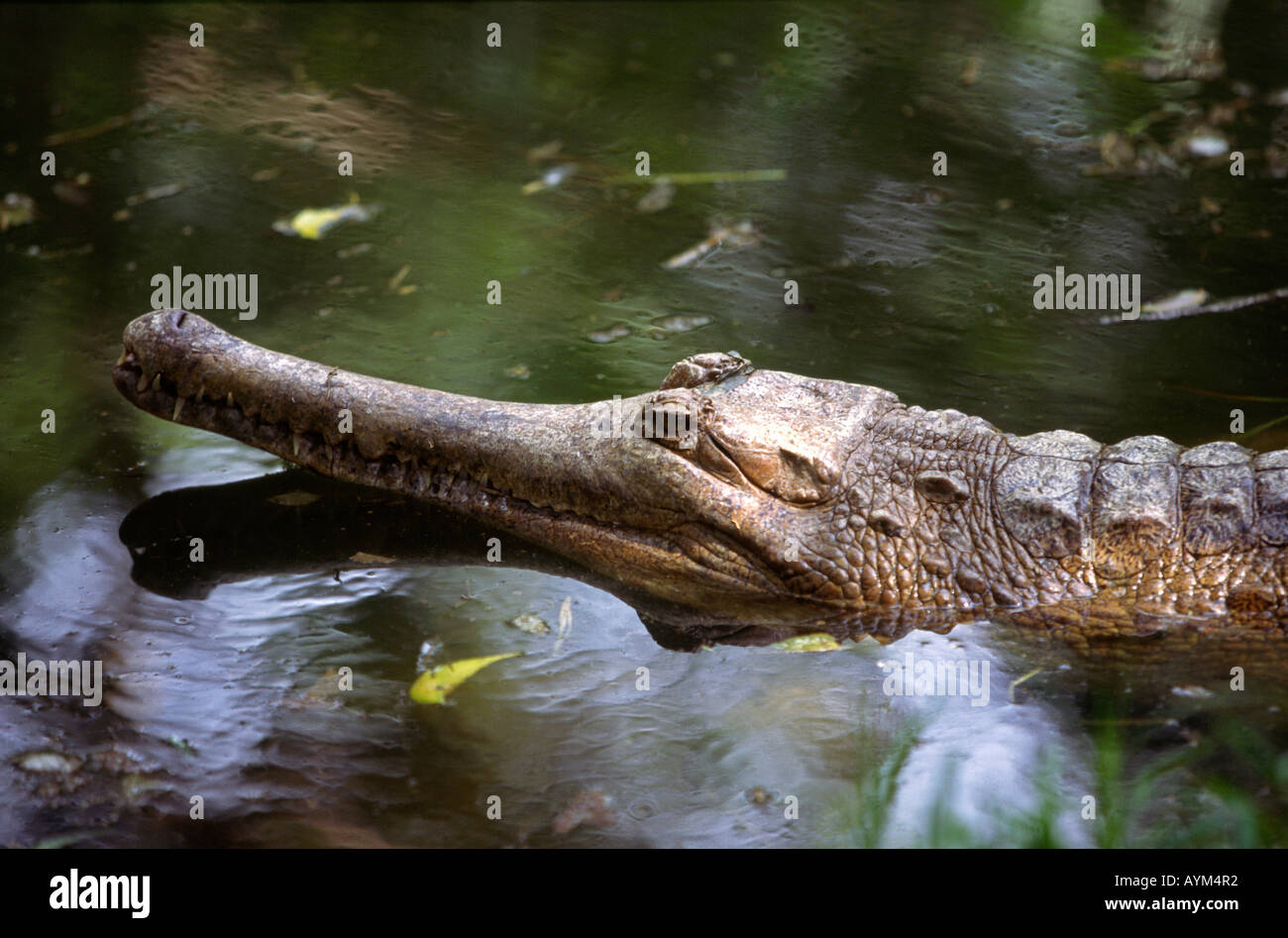 India Tamil Nadu Mahabalipuram Crocodile Bank Farm reptiles False Gharial Tomistoma schlegelii ...