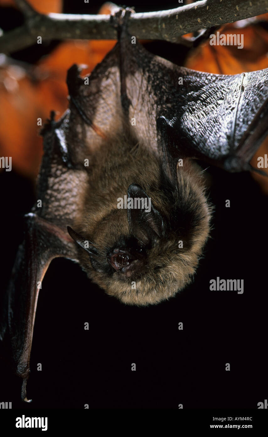 Brandt bat hi-res stock photography and images - Alamy