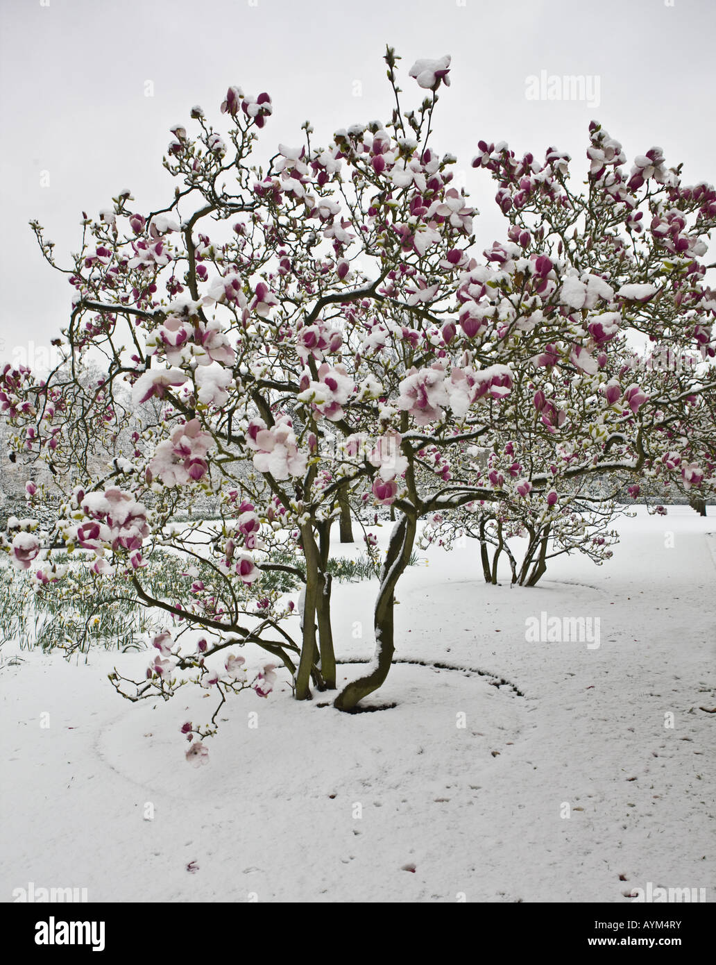 Magnolia Tree In Snow Stock Photo - Alamy