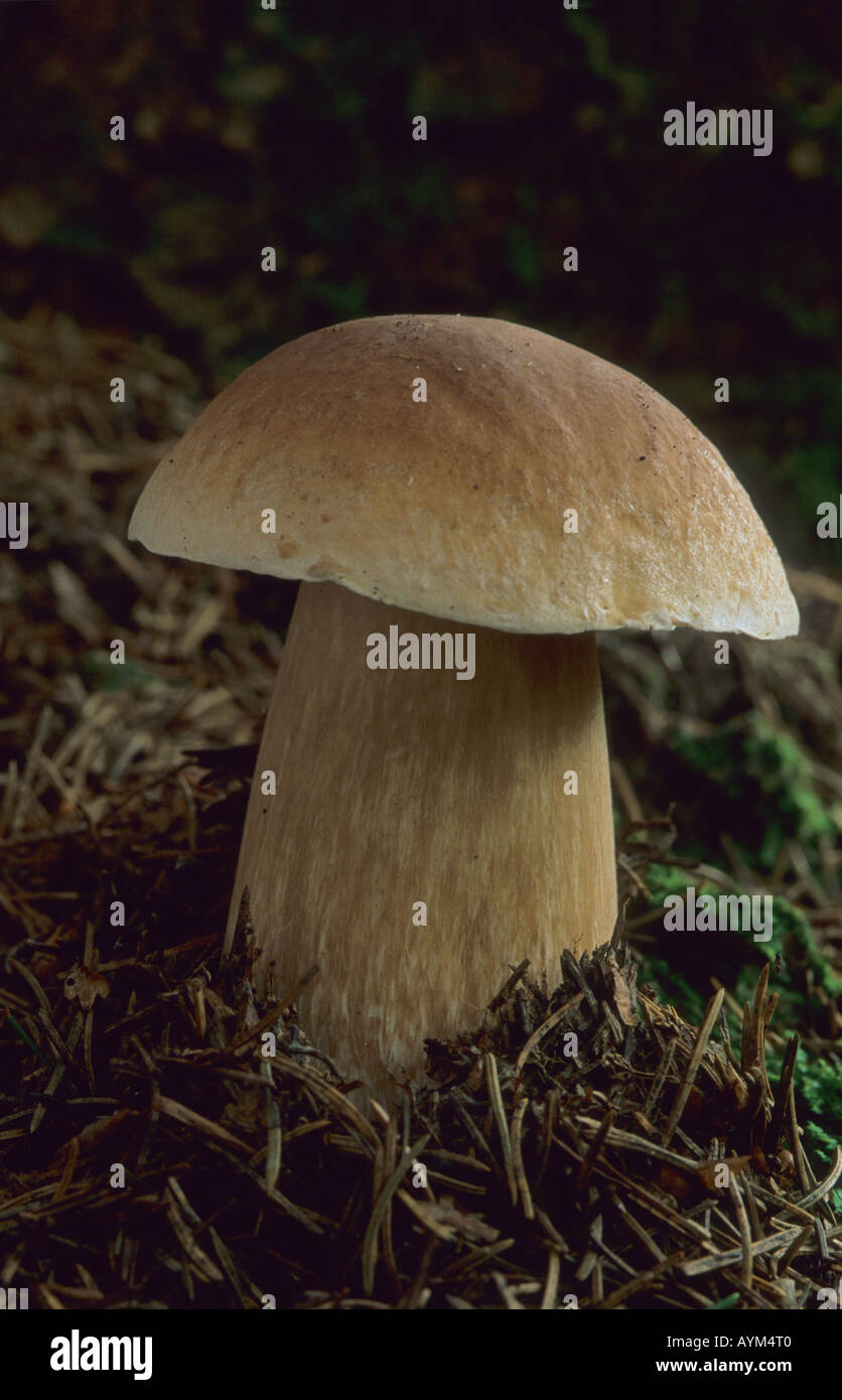 Stout stalk hi-res stock photography and images - Alamy