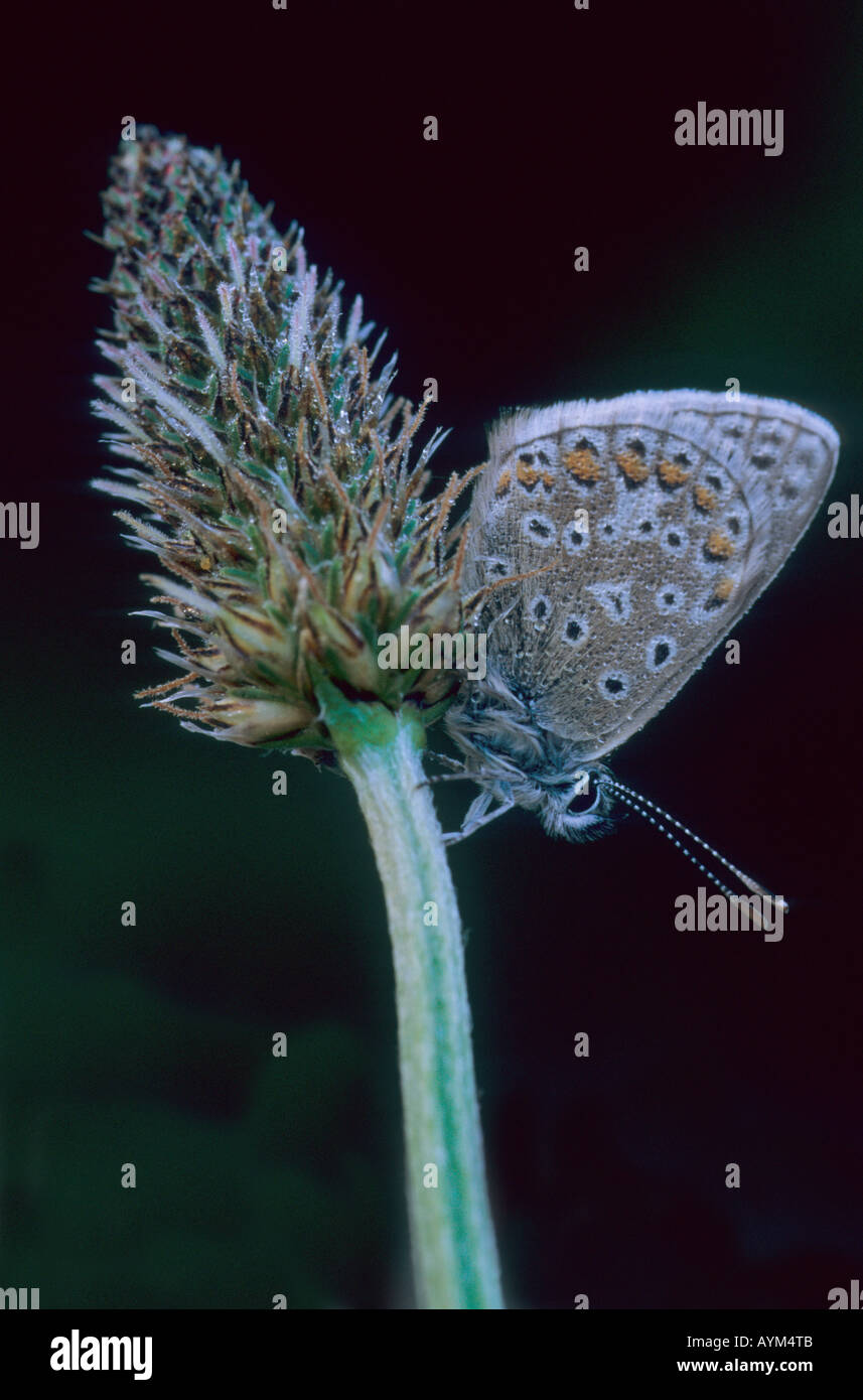 Male Common Blue Butterfly Stock Photo - Alamy