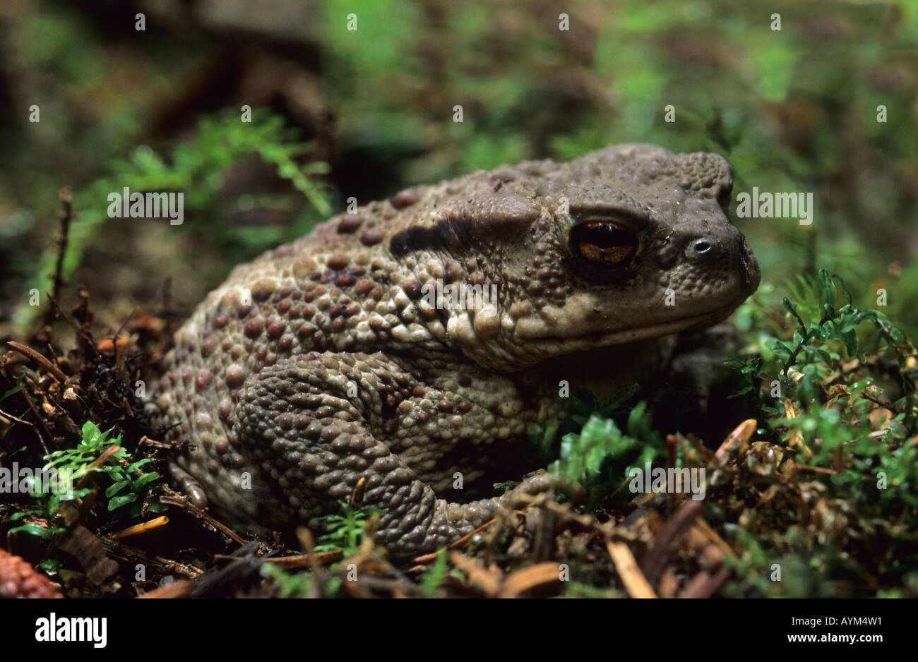 Grumpy toad hi-res stock photography and images - Alamy