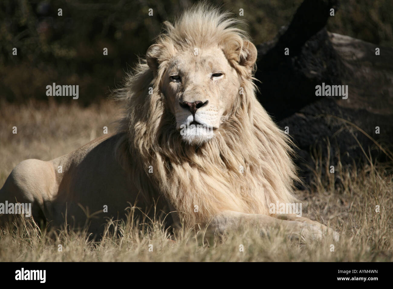 White lion looking into camera Stock Photo - Alamy