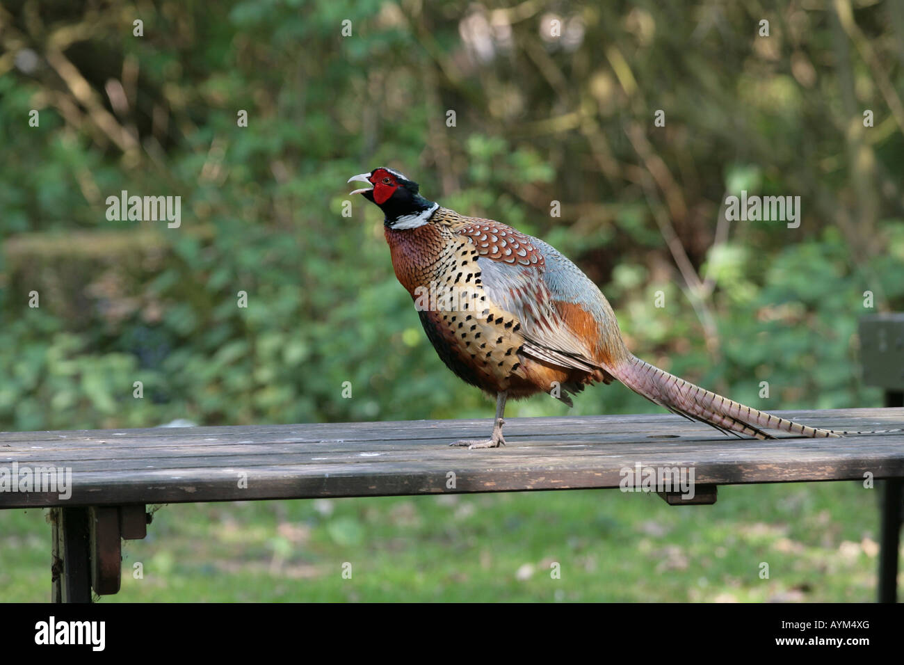 Pheasant bird table hi-res stock photography and images - Alamy