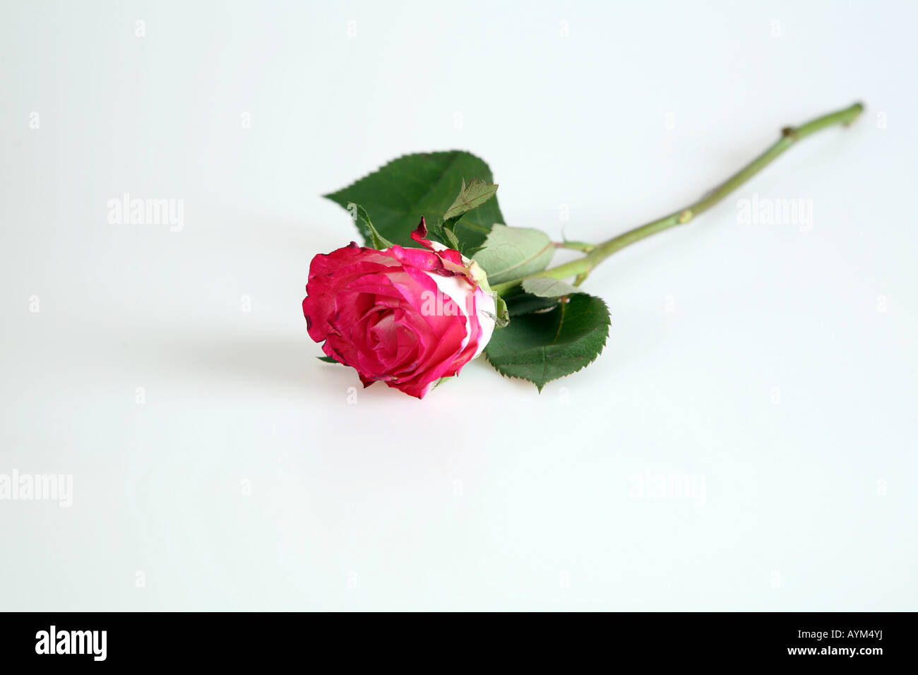 Single pink Rose Stock Photo - Alamy