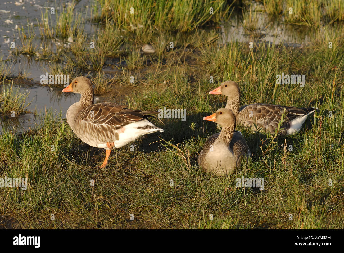 goose geese oca comune Anser anser anserifomi Anserinae bog pond palude ...