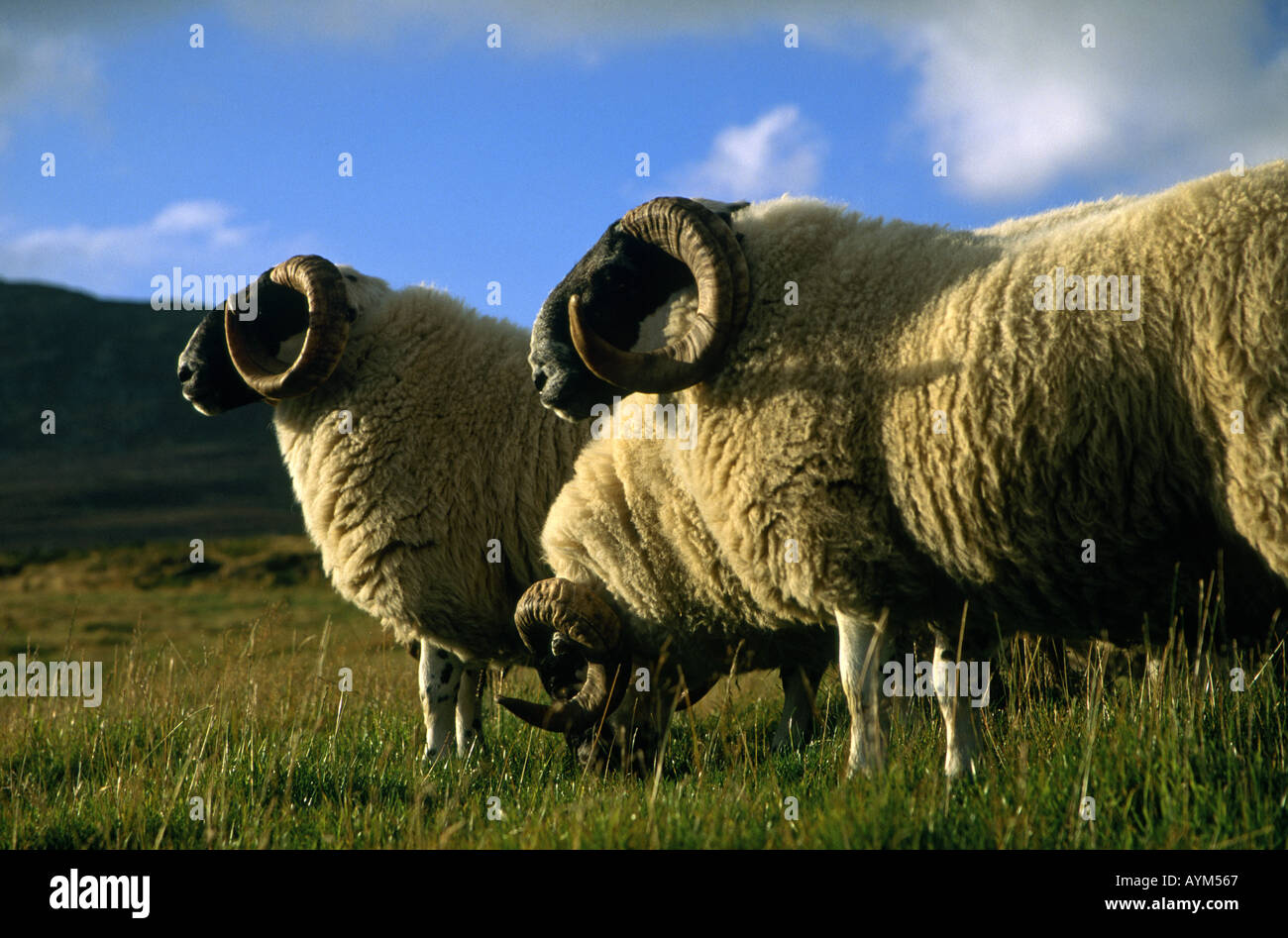 Three Rams with curly horns Strathbraan Perth Scotland Stock Photo - Alamy