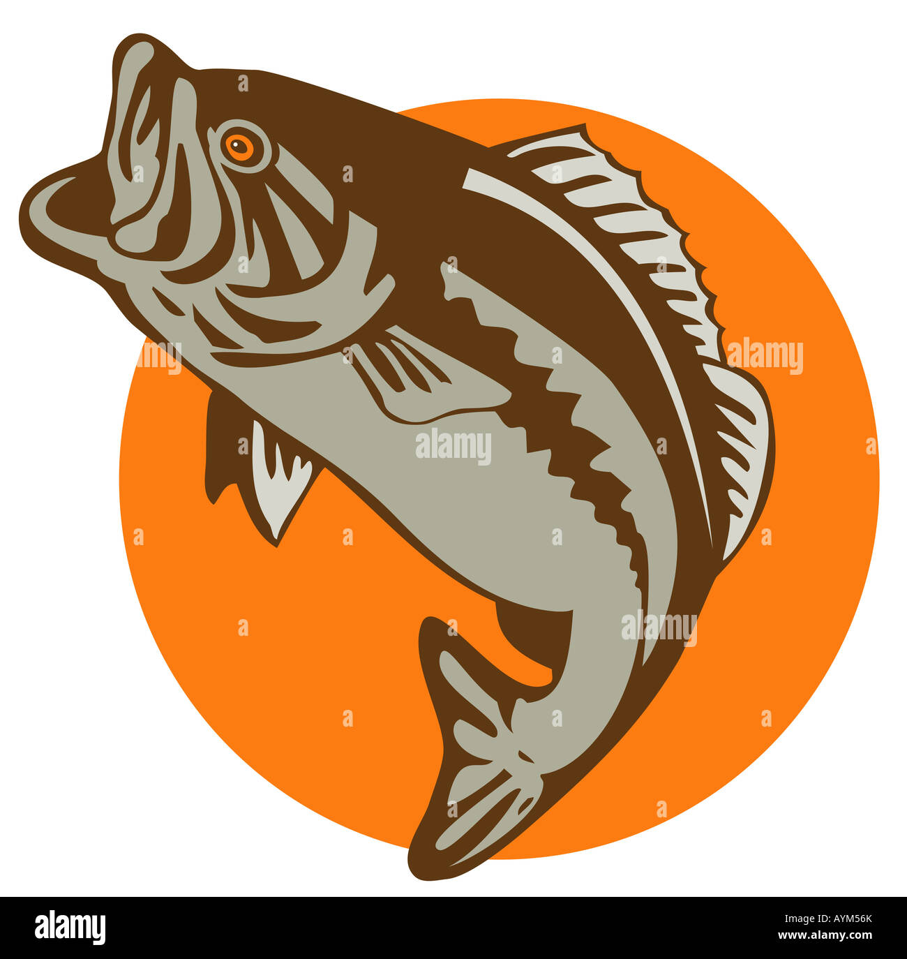 Largemouth bass jumping Stock Photo - Alamy