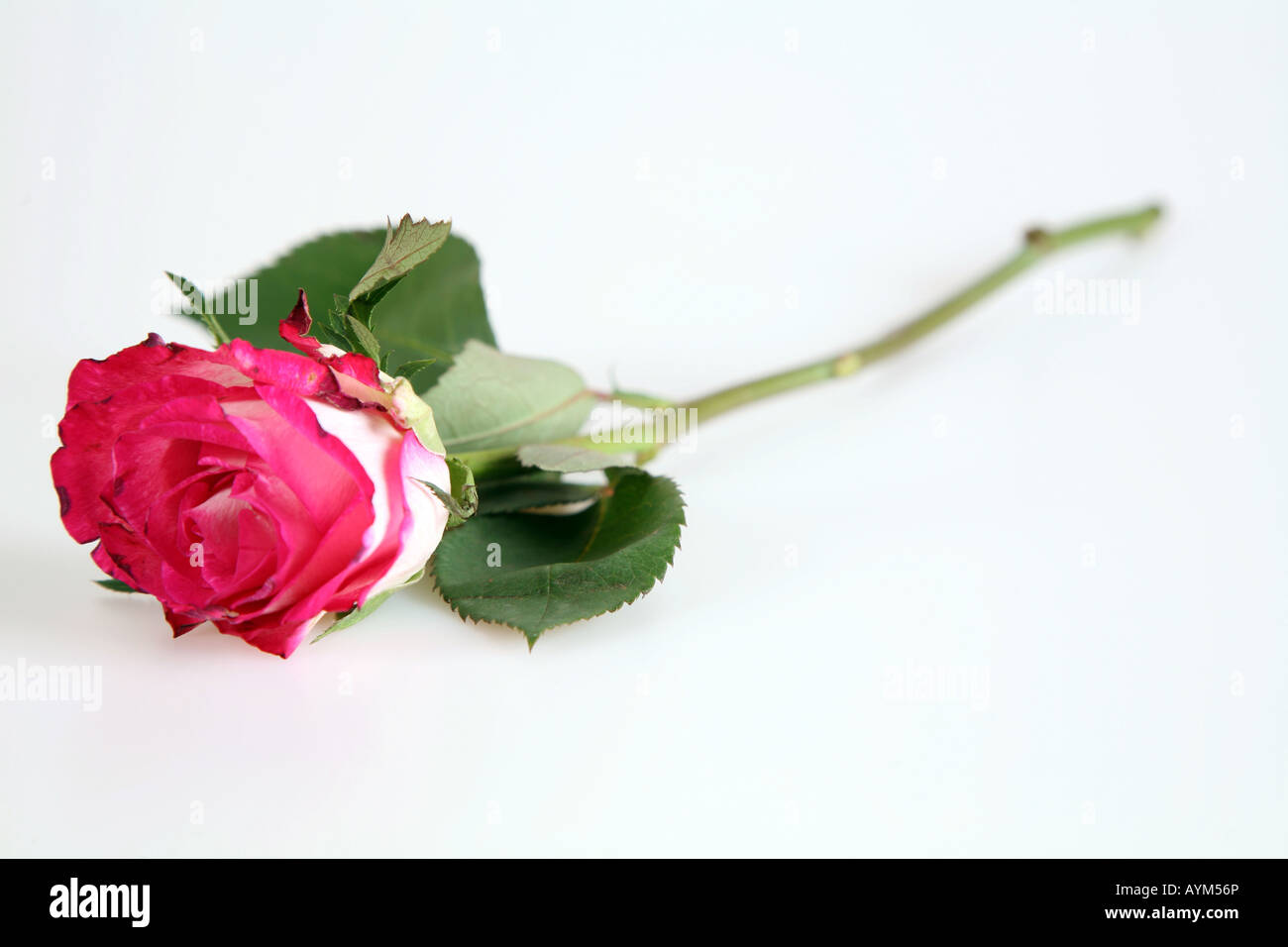 Single pink Rose Stock Photo - Alamy