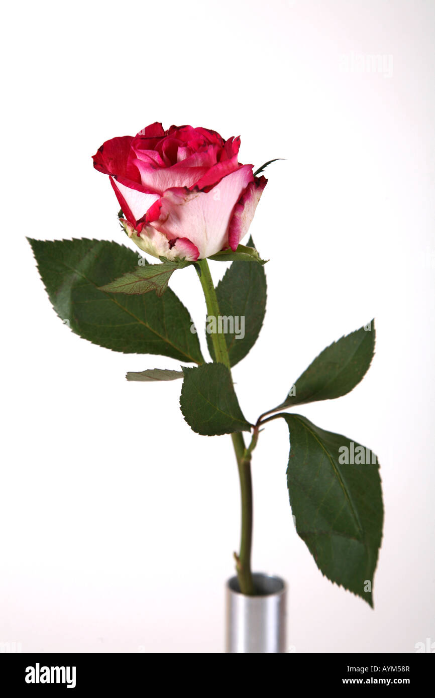 Pink Rose in silver varse Stock Photo - Alamy
