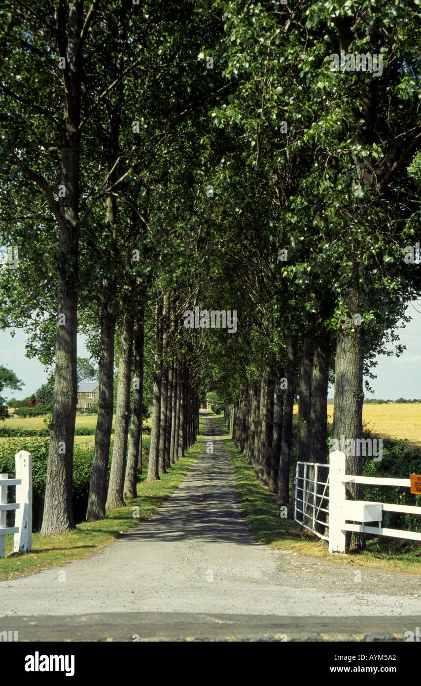 Tree lined avenue Driveway road receding Buckinghamshire England UK ...