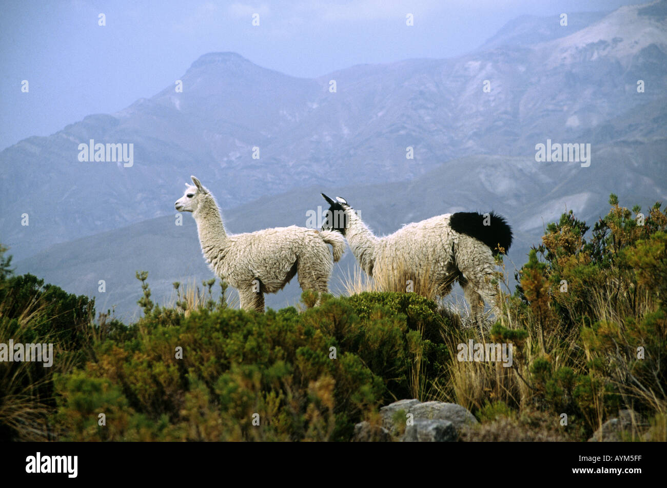 Peru colca canyon llamas hi-res stock photography and images - Alamy