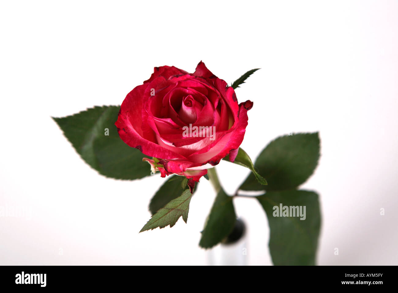 Pink Rose in silver varse Stock Photo - Alamy