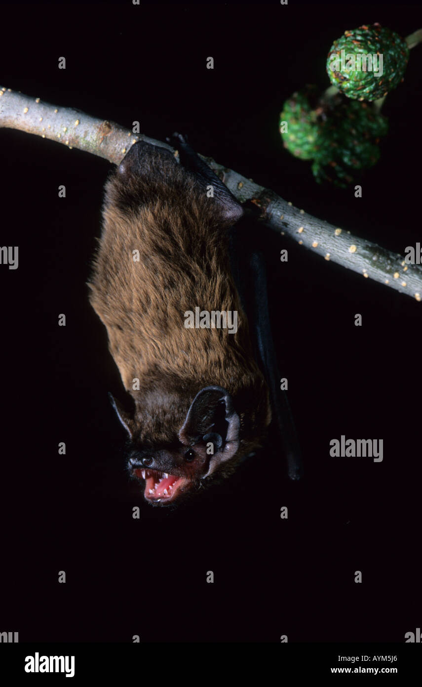 Insectivore teeth hi-res stock photography and images - Alamy
