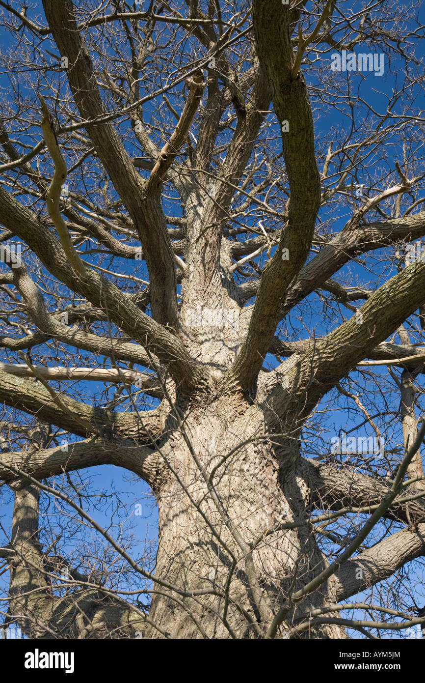 A hundred-year-old chesnut tree (Castanea sativa), in Winter (France ...