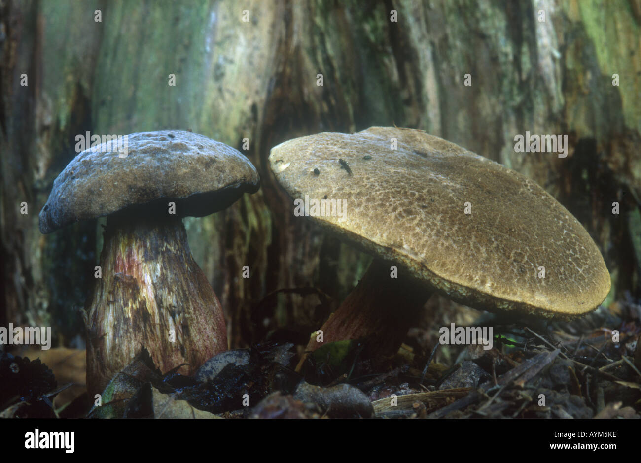 Old Red Cracked Boletes Stock Photo - Alamy