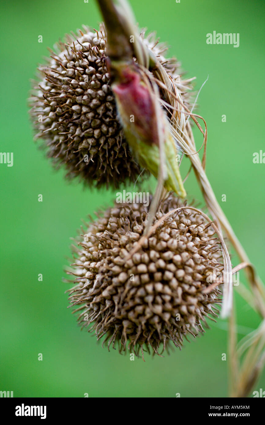Augustine henry plant hi-res stock photography and images - Alamy