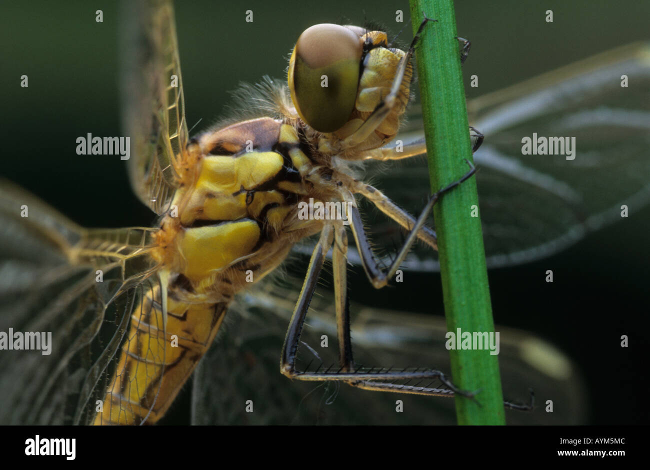Female Vagrant Darter Stock Photo - Alamy