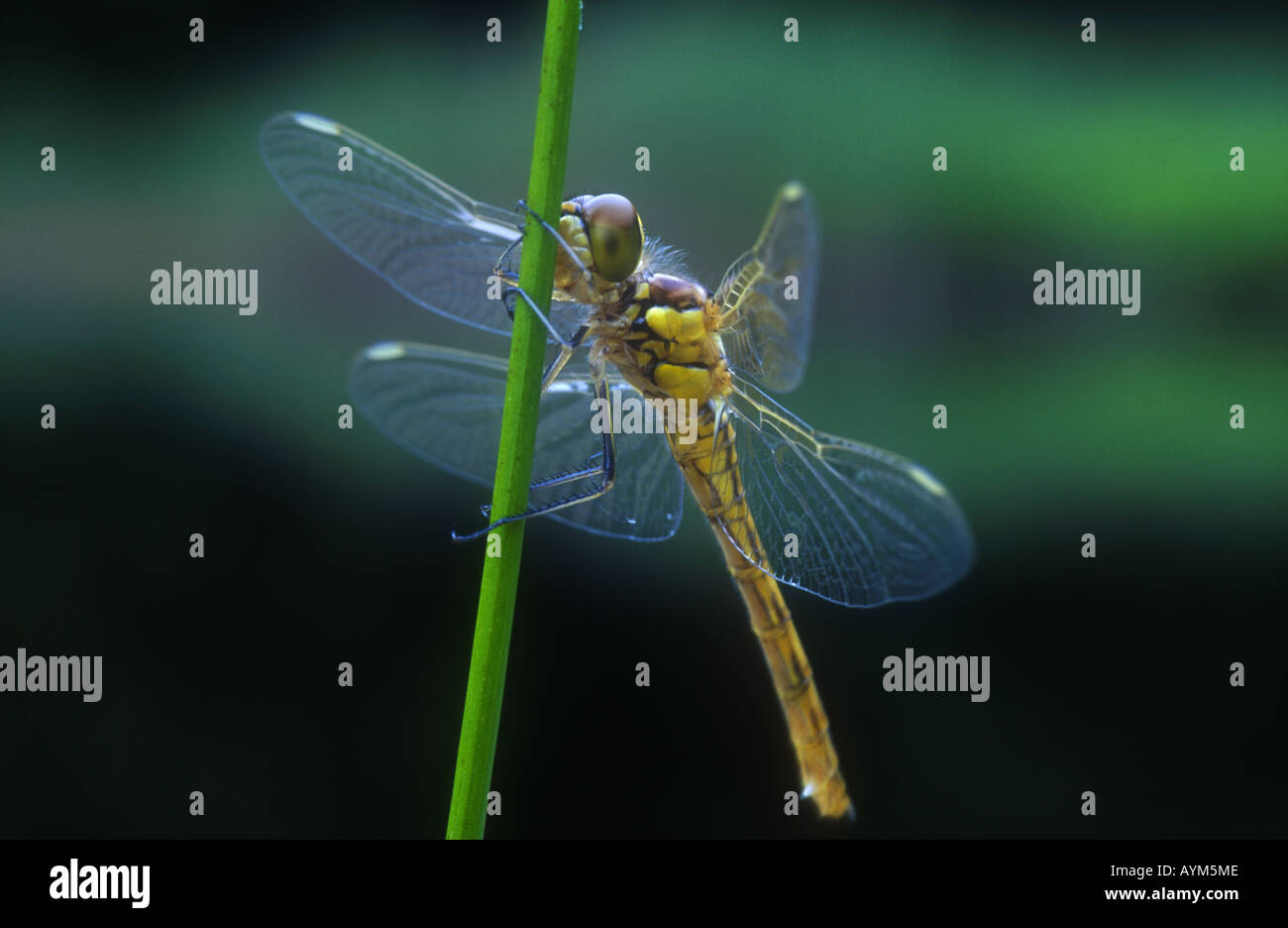 Female vagrant hi-res stock photography and images - Alamy