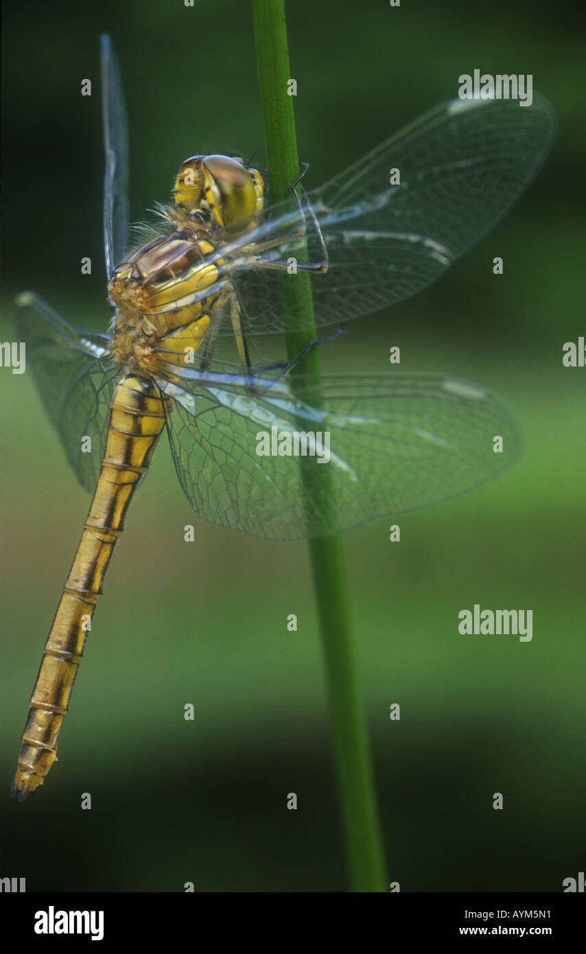 Female Vagrant Darter Stock Photo - Alamy
