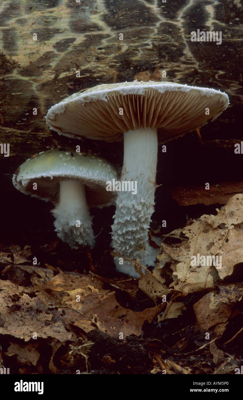 Verdigris toadstool hi-res stock photography and images - Alamy