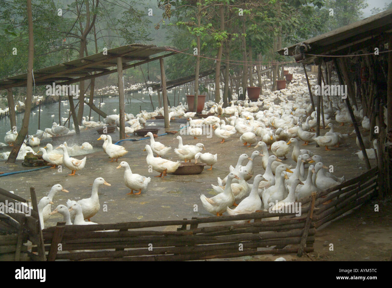 Peking duck farm Stock Photo - Alamy