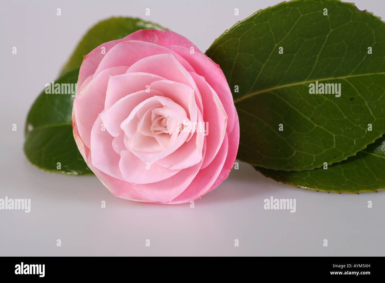 Double pink camellia hi-res stock photography and images - Alamy