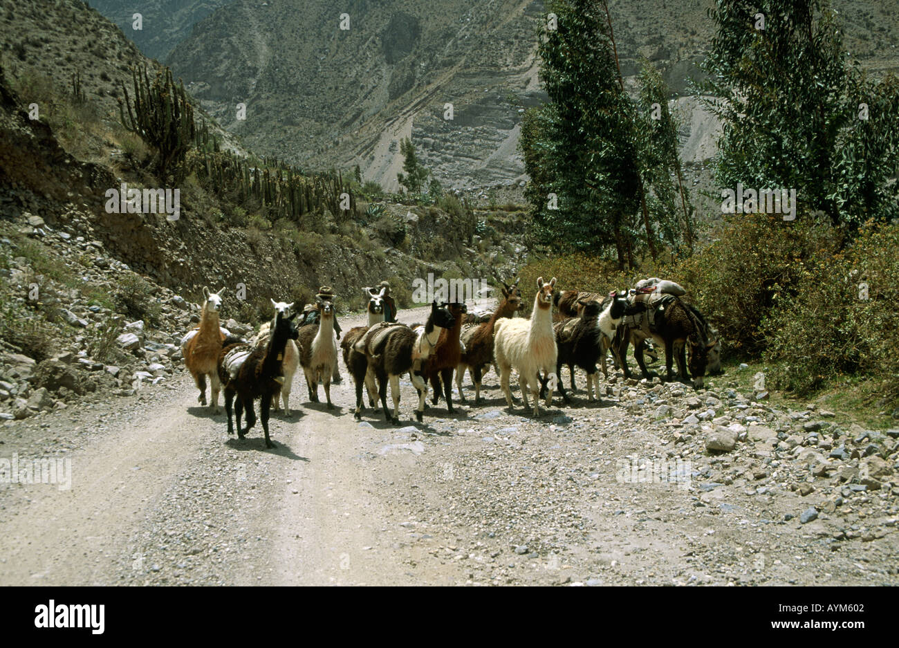 Peru colca canyon llamas hi-res stock photography and images - Alamy