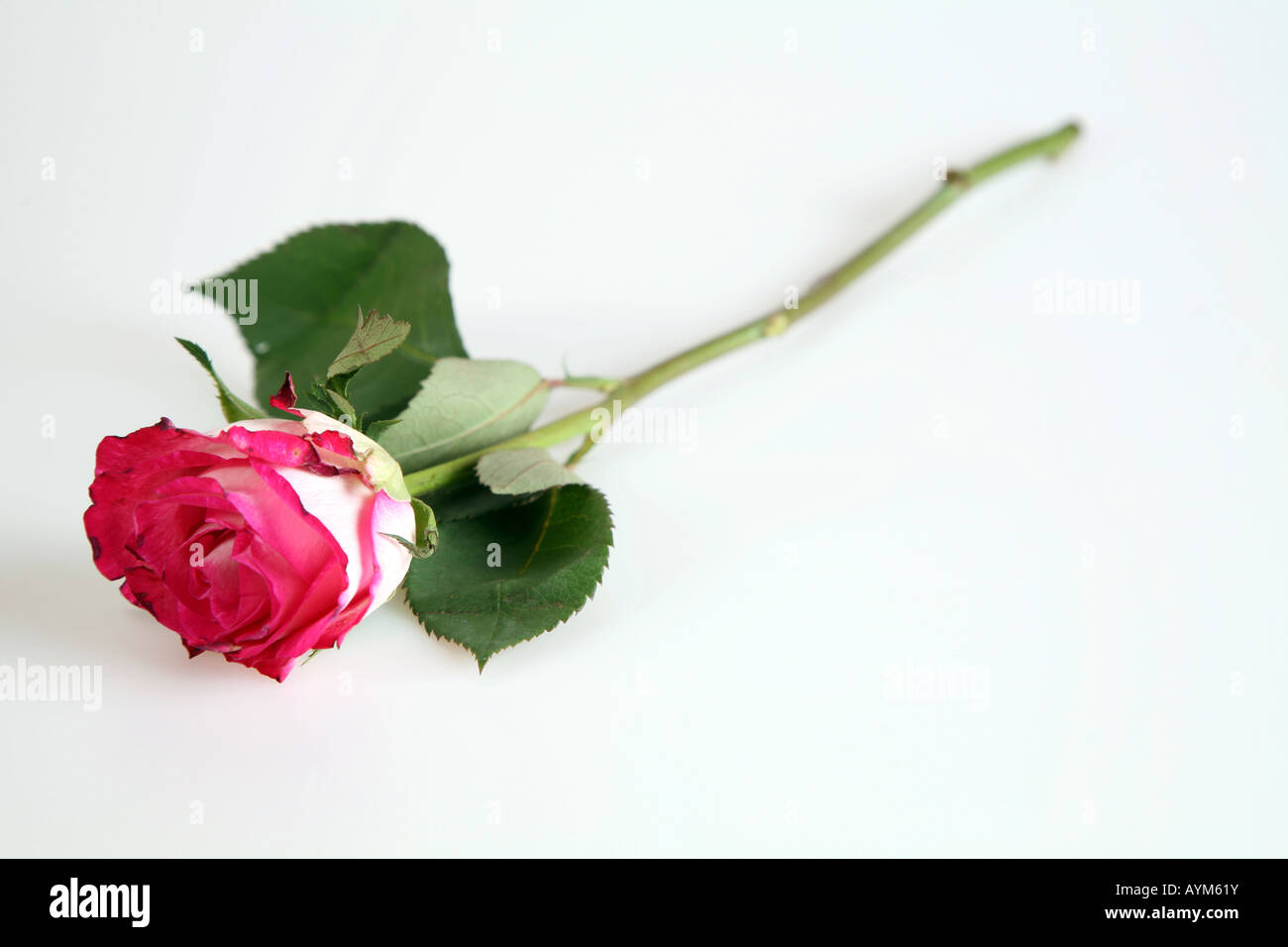 Single pink Rose Stock Photo - Alamy