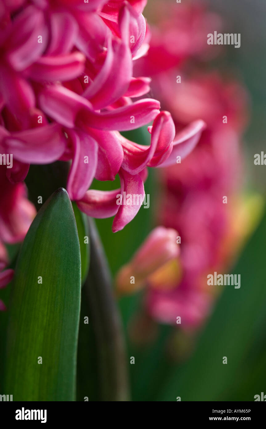 Hyacinth, spring bloom Stock Photo - Alamy