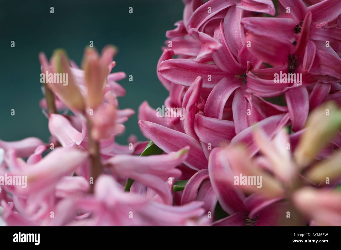 Hyacinth, spring bloom Stock Photo - Alamy