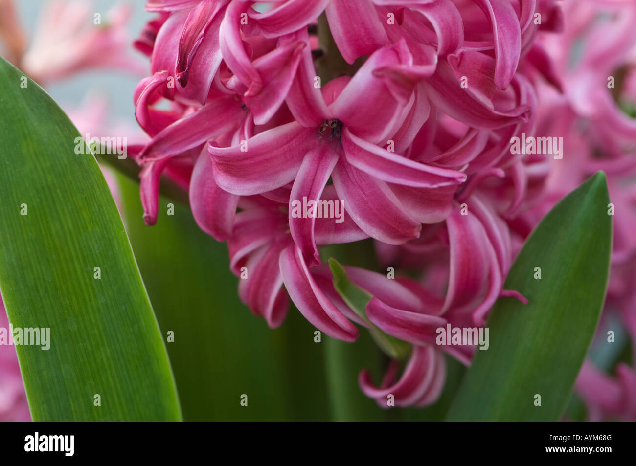Hyacinth, spring bloom Stock Photo - Alamy
