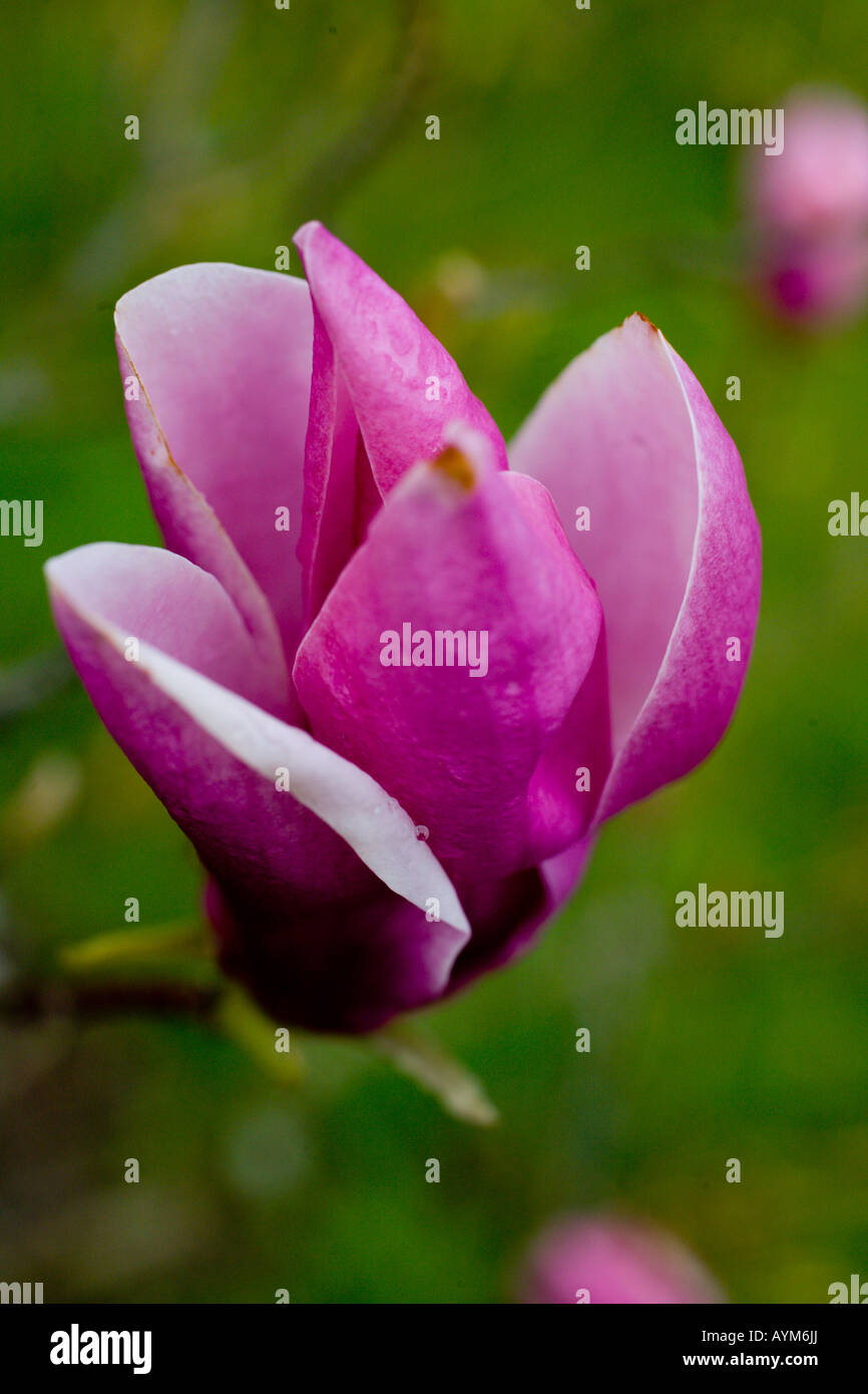 Magnolia Quinquepeta MAGNOLIACEAE Stock Photo - Alamy