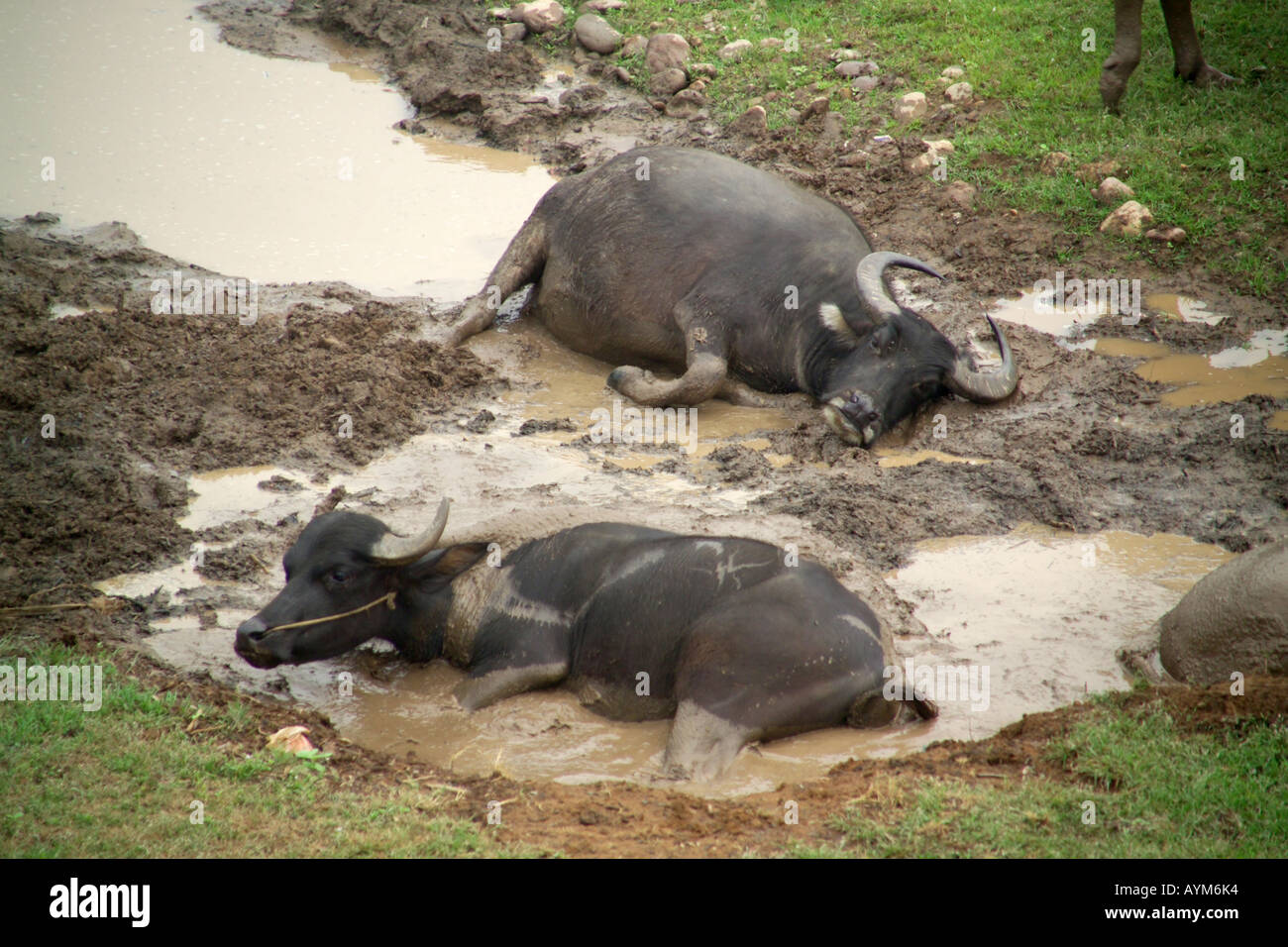 water buffalo wallowing in mud Stock Photo - Alamy