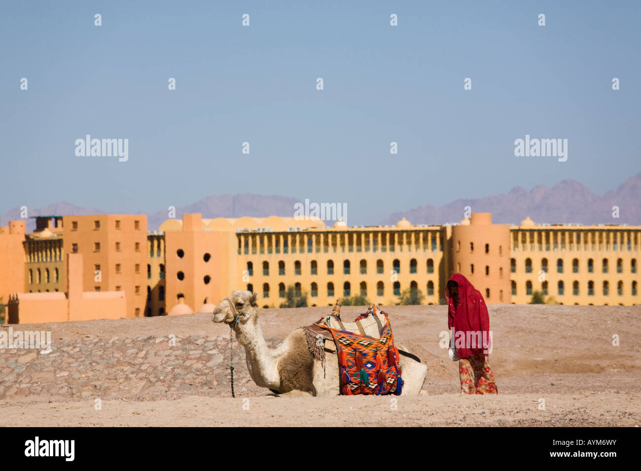Taba Heights Gulf of Aqaba Sinai Egypt Camel and Beduin woman on beach ...