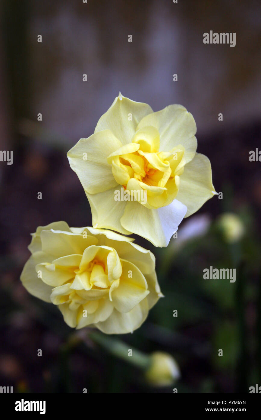 NARCISSUS CHEERFULNESS. DAFFODIL Stock Photo - Alamy