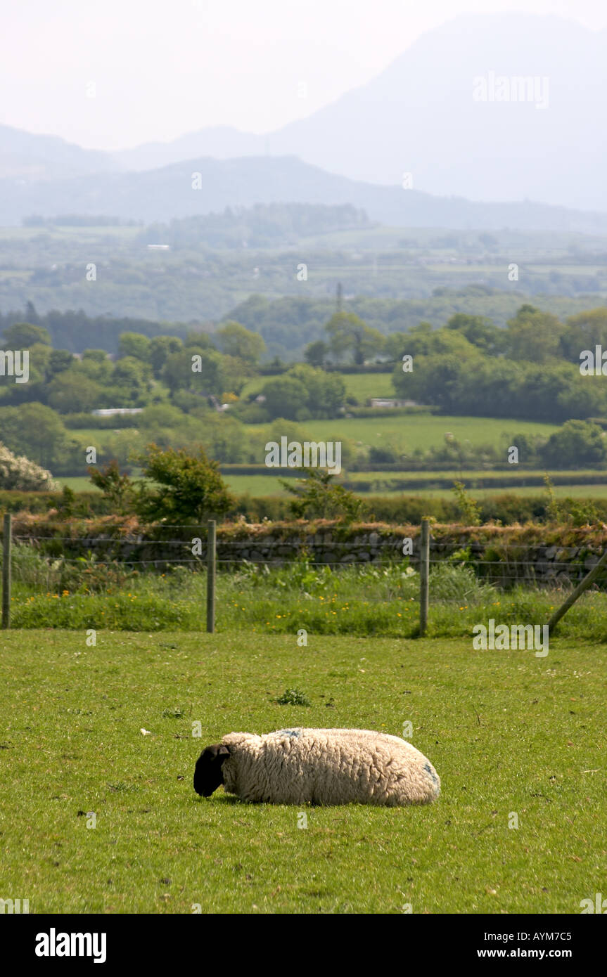 View towards Snowdonia of sheep and fields in Angelsea Wales Stock ...
