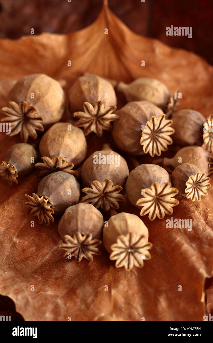 poppy heads dried on fallen autumn leaf Stock Photo - Alamy