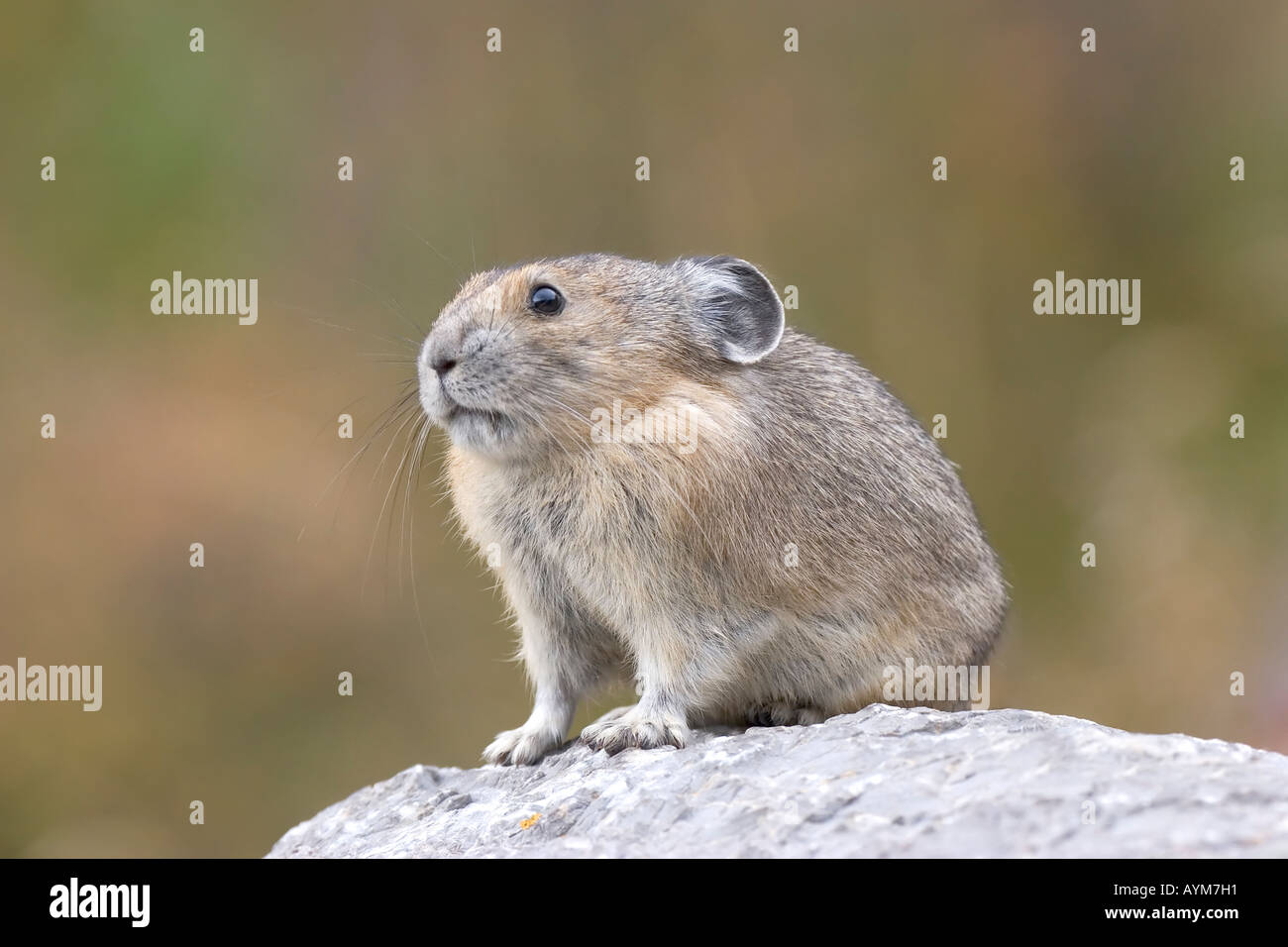 Adult Pika Jasper national park Canadian rockies Stock Photo - Alamy