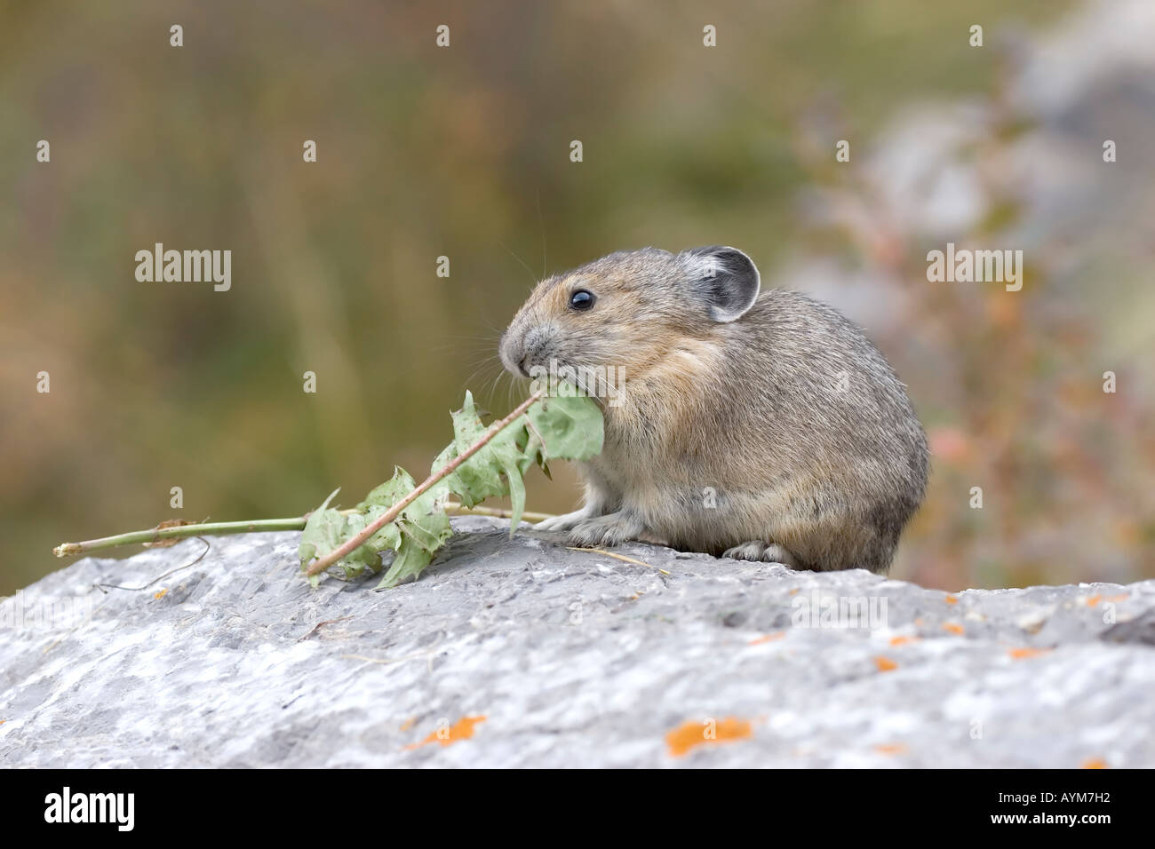 Adult Pika feeding jasper national park canadian rockies Stock Photo ...