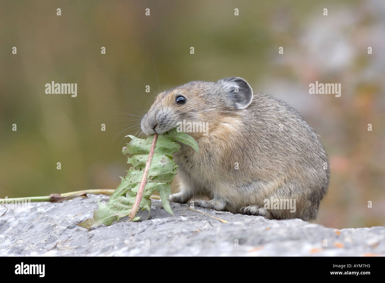 Adult Pika feeding Stock Photo - Alamy