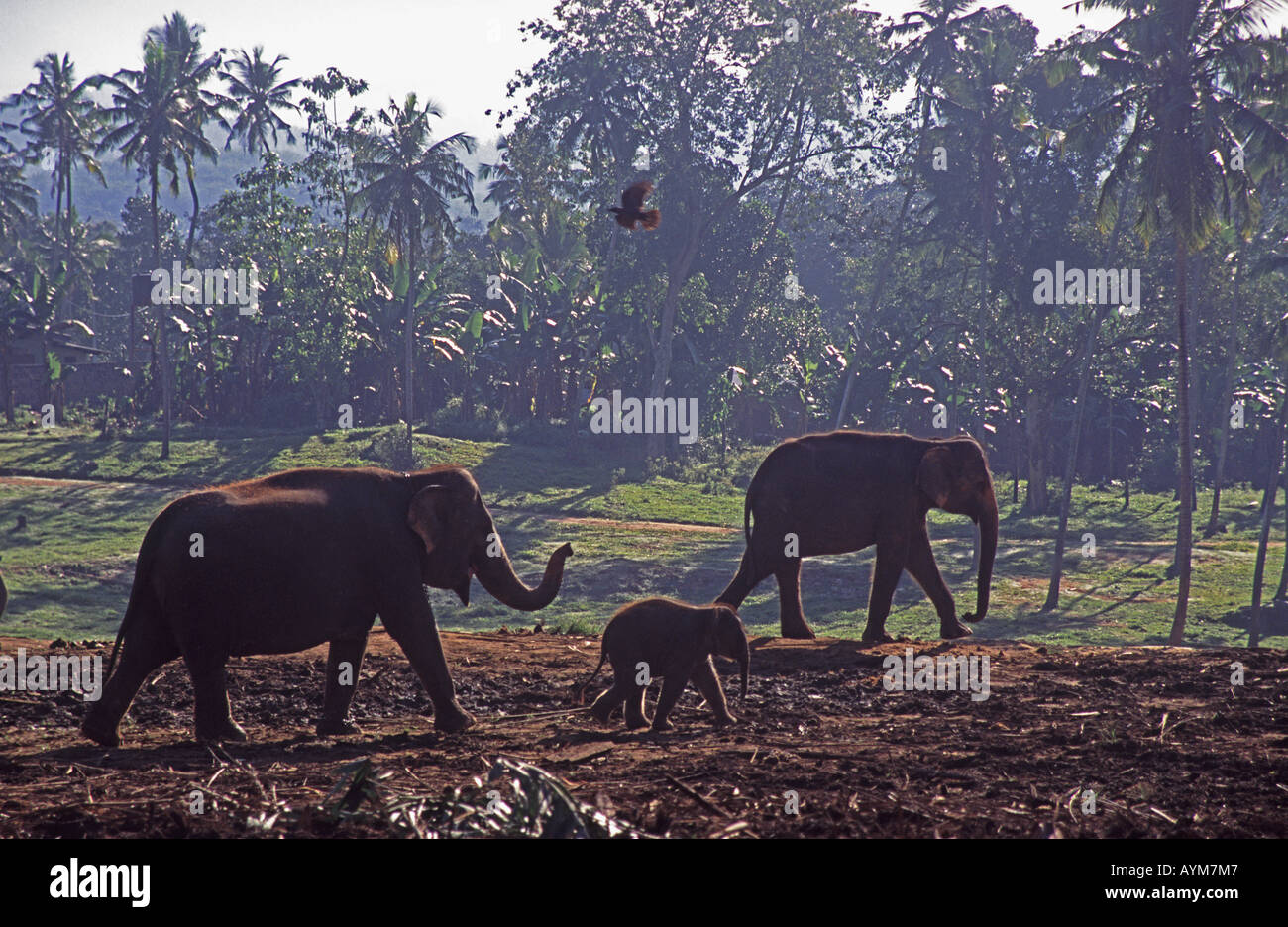 SRI LANKA The elephant orphanage at Pinnewala near Kandy Stock Photo ...