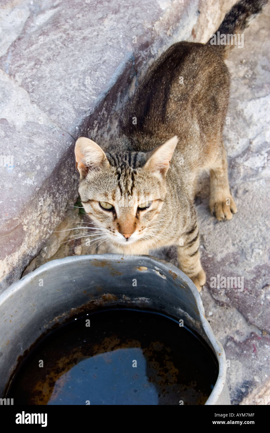 Cat in Santorini,Greece Stock Photo - Alamy