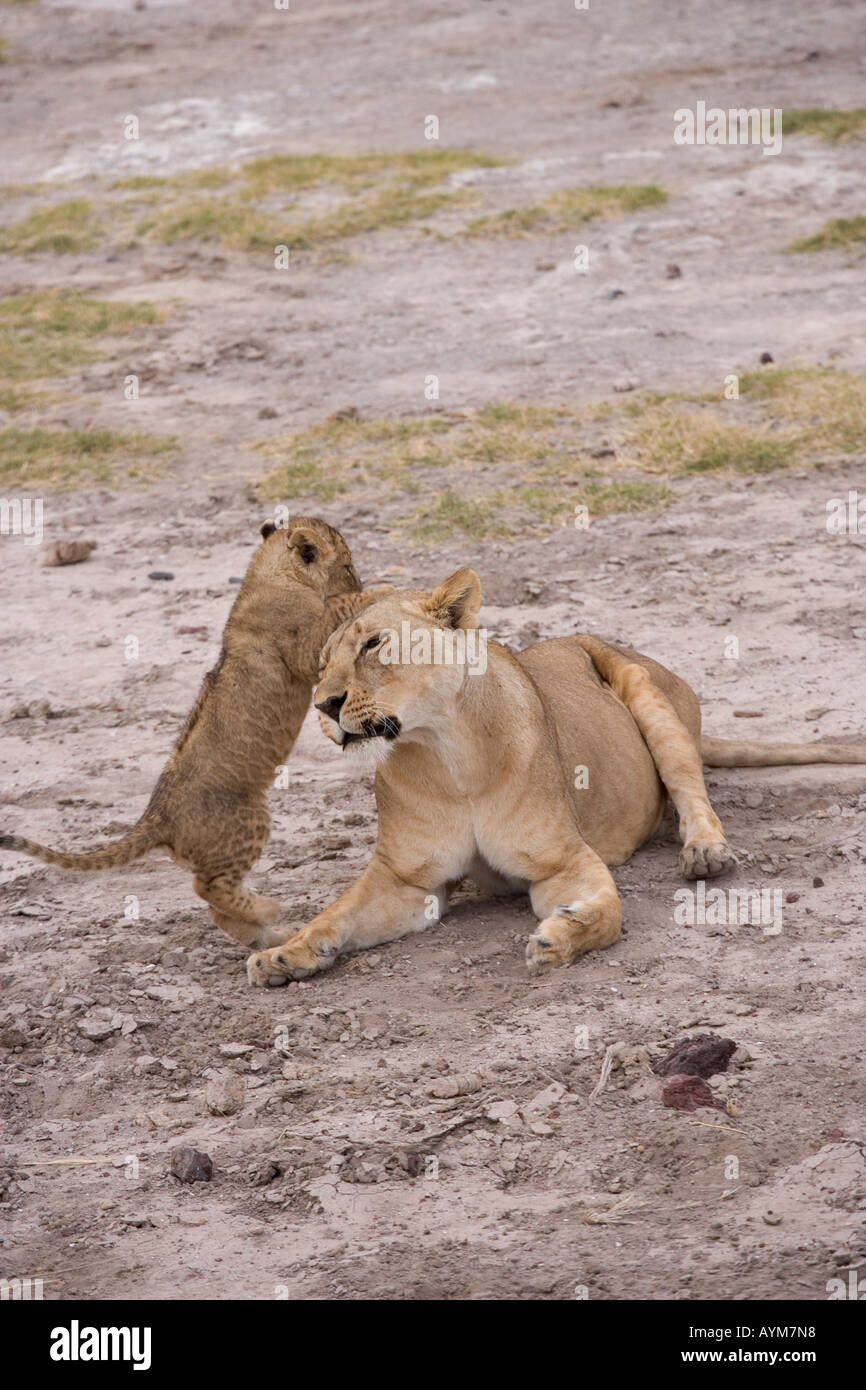 Africa, African, Kenya, Kenyan, Masai, Mara, Lionesses, Lioness, lion ...