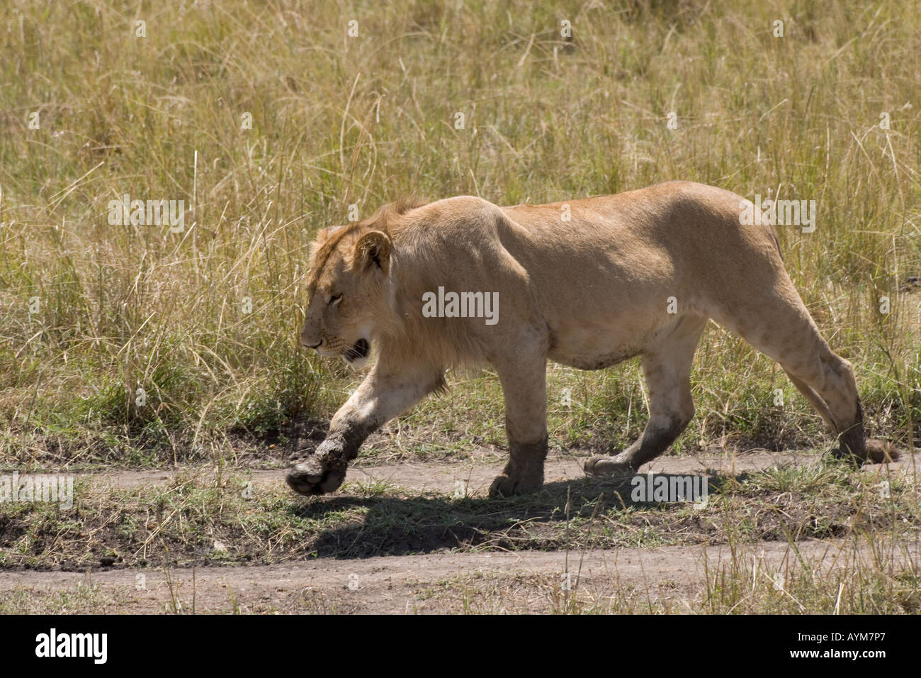 Africa, African, Kenya, Kenyan, Masai, Mara, Lionesses, Lioness, lion ...